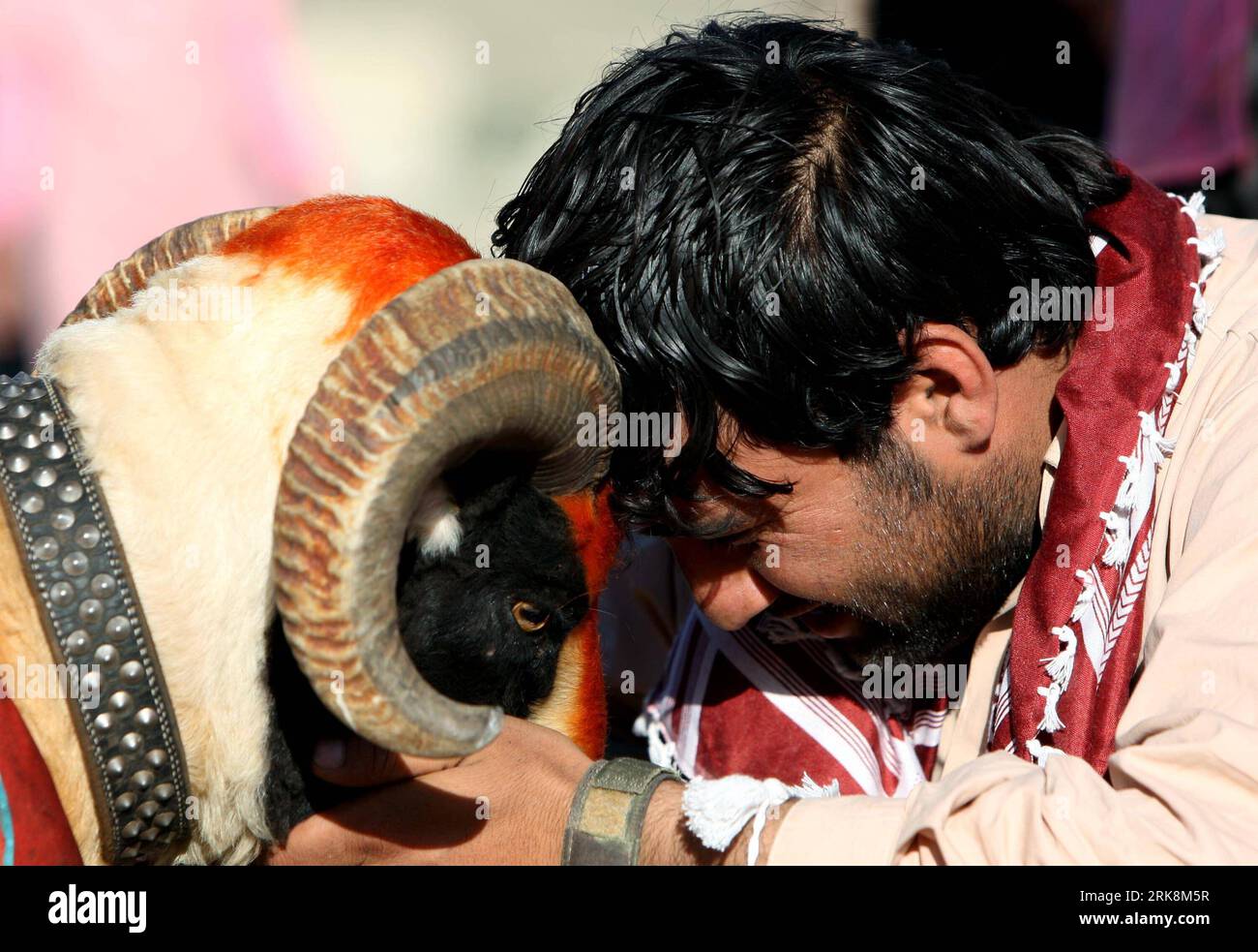 Ram fighting hi-res stock photography and images - Alamy
