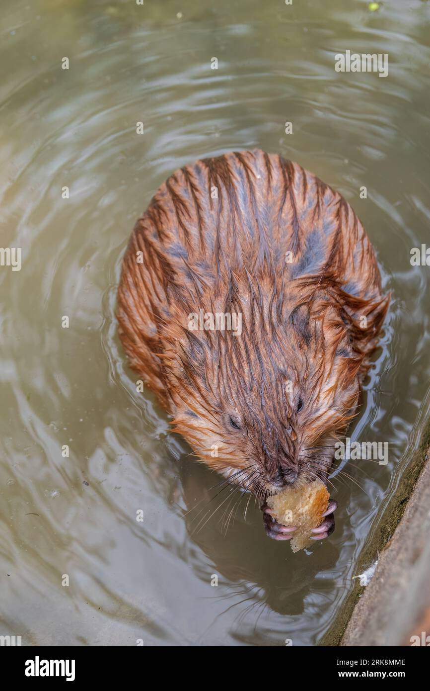 Wild animal Muskrat, Ondatra zibethicuseats, eats on the river bank ...