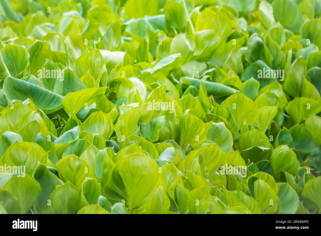 Calla palustris, top view. Leaves of Calla or bog arum, marsh calla ...