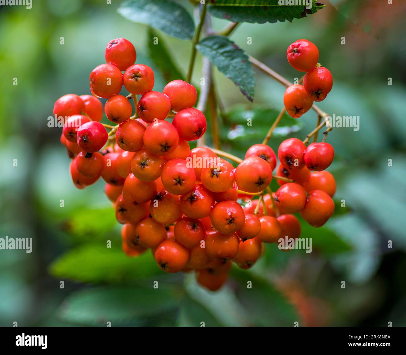 Clusters of orange berries hi-res stock photography and images - Alamy