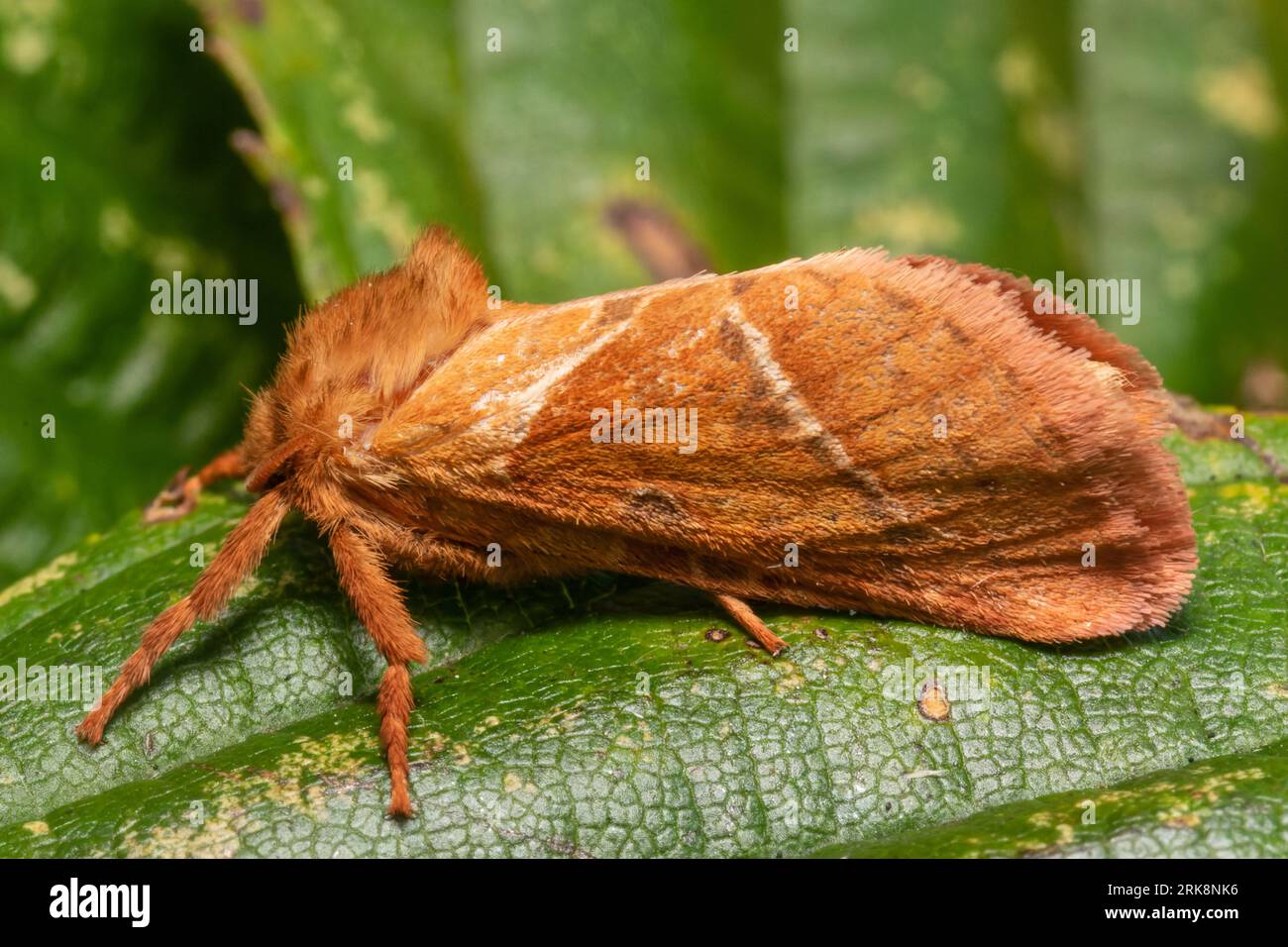 Orange swift moth uk hi-res stock photography and images - Alamy