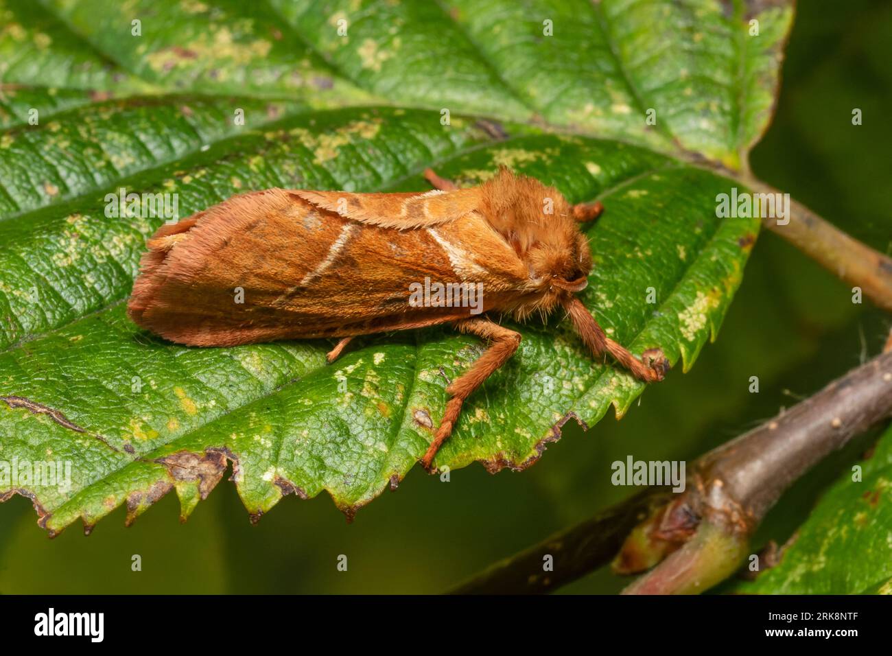An orange swift or orange moth, Triodia sylvina, resting on a wet leaf ...