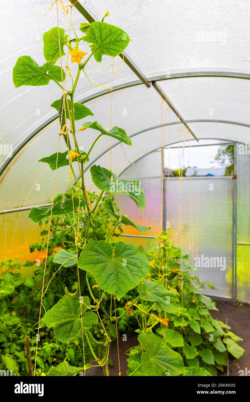 fresh green cucumbers grow in a greenhouse. fresh cucumber. growing ...