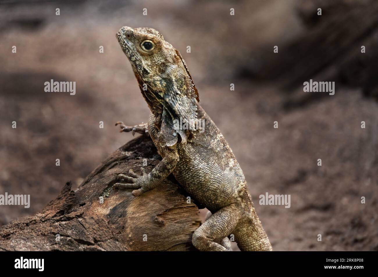 fill-necked lizard in captivity Stock Photo - Alamy