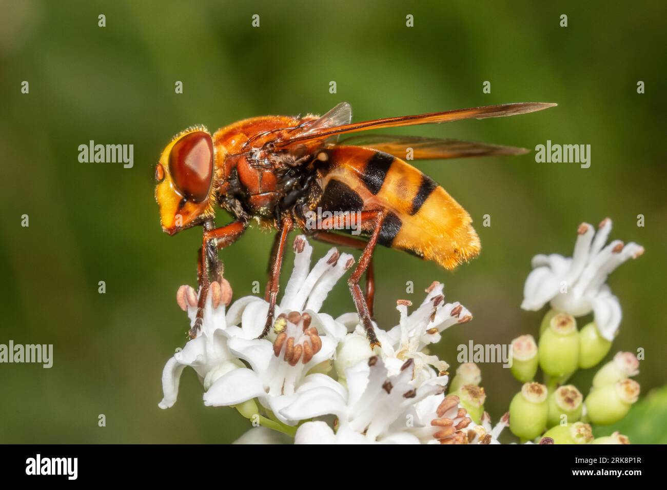 Volucella zonaria, the hornet mimic hoverfly, resting on a flower Stock ...