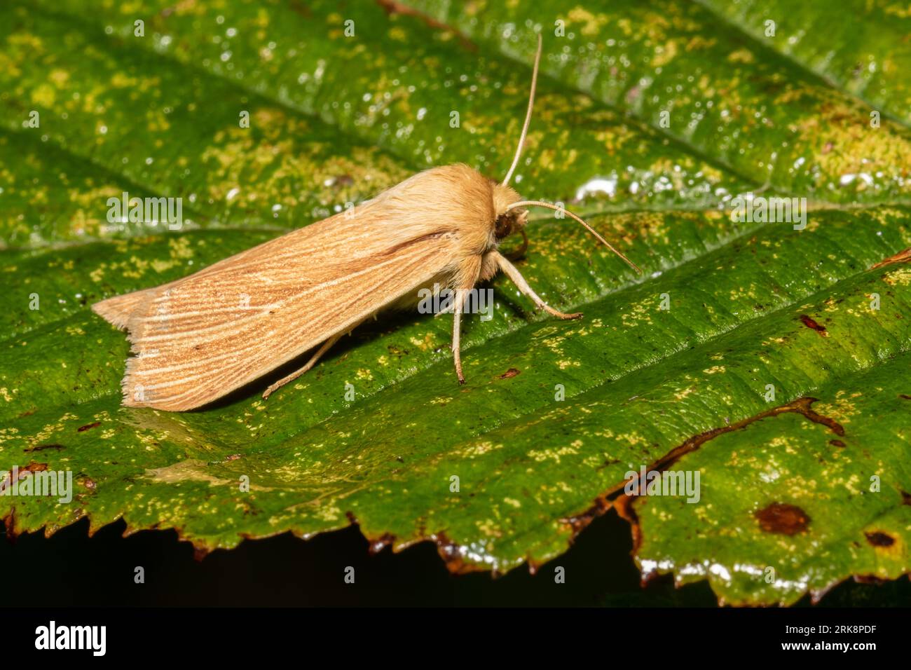 Mythimna pallens, the common wainscot moth, resting on a wet leaf in ...