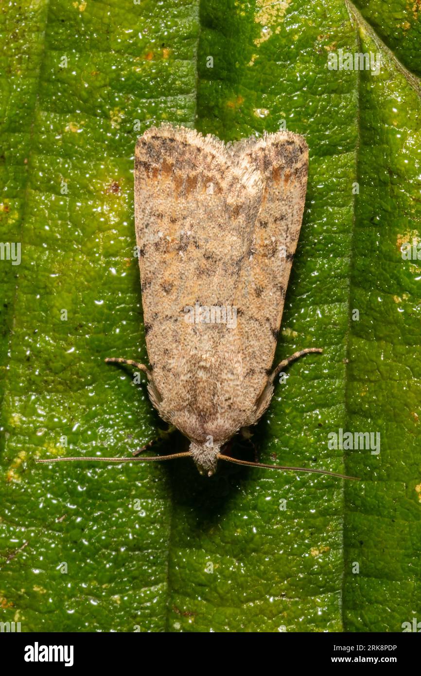 Caradrina clavipalpis moth uk hi-res stock photography and images - Alamy