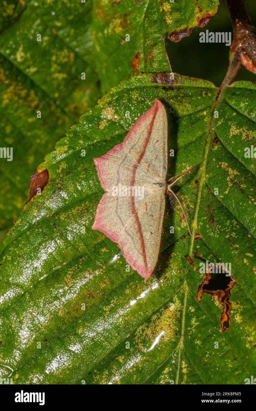 Blood vein moth hi-res stock photography and images - Alamy