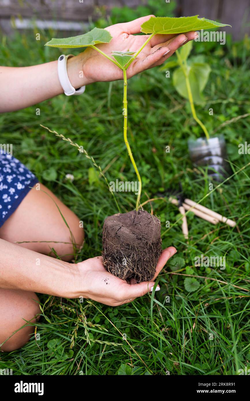 Young green paulownia tree. Cultivation of flowering trees by a ...