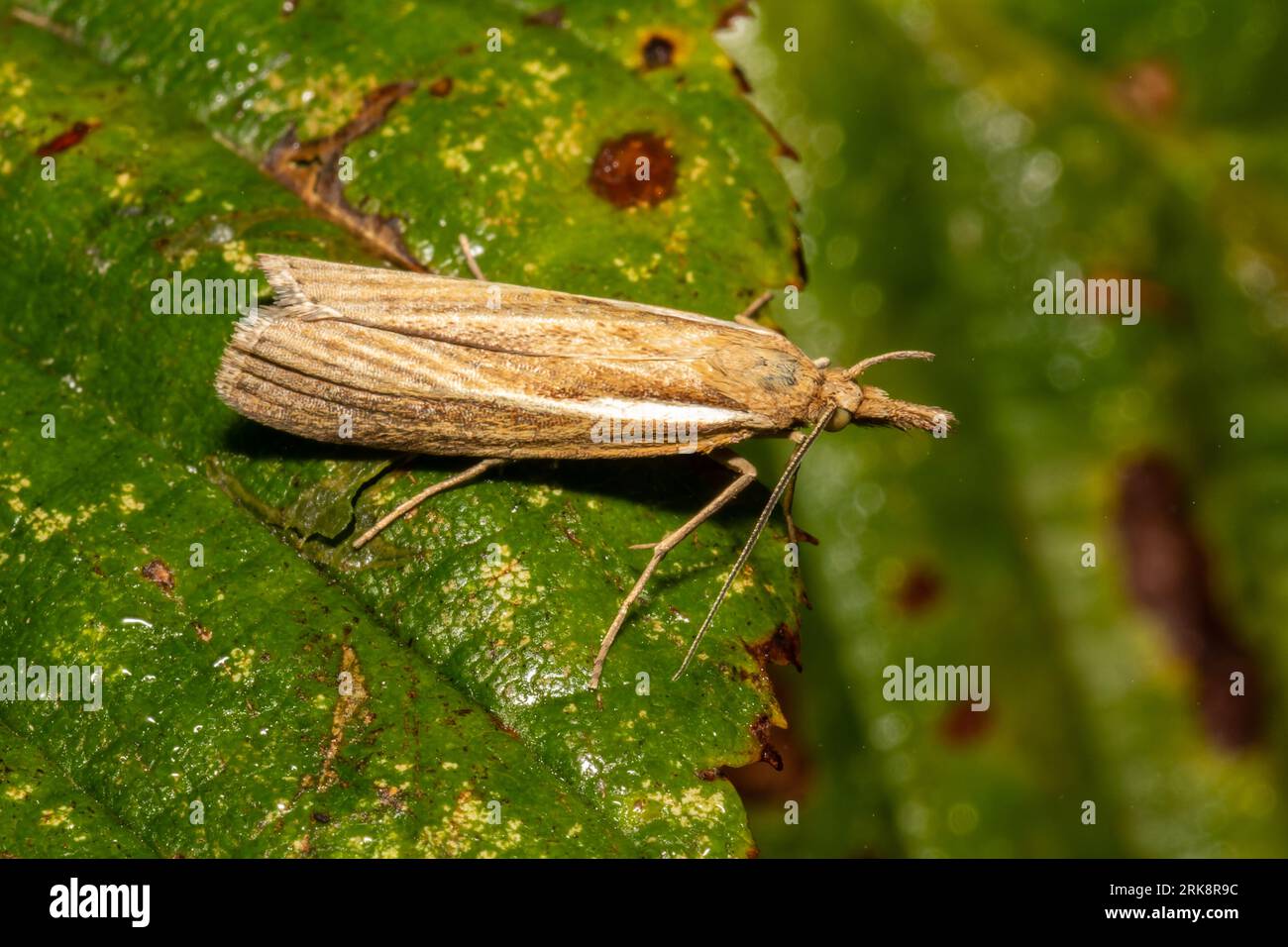 Agriphila tristella, the common grass-veneer moth, resting on a wet ...