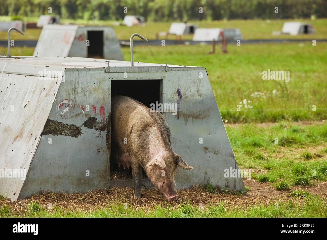 Eco pig farm in the field in Denmark Stock Photo - Alamy