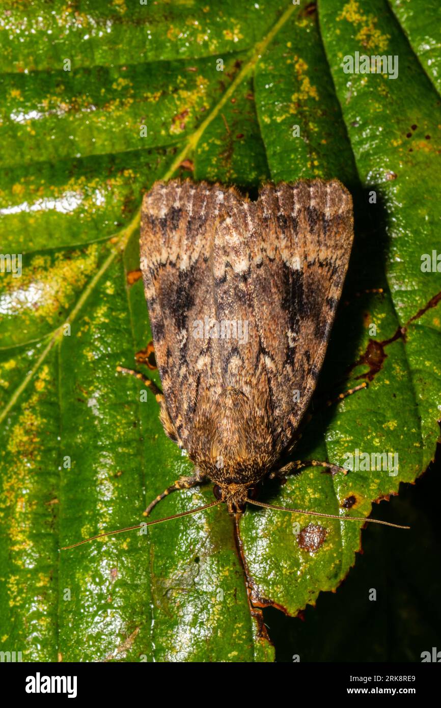 Copper underwing agg. Amphipyra, resting on a wet leaf in the early ...