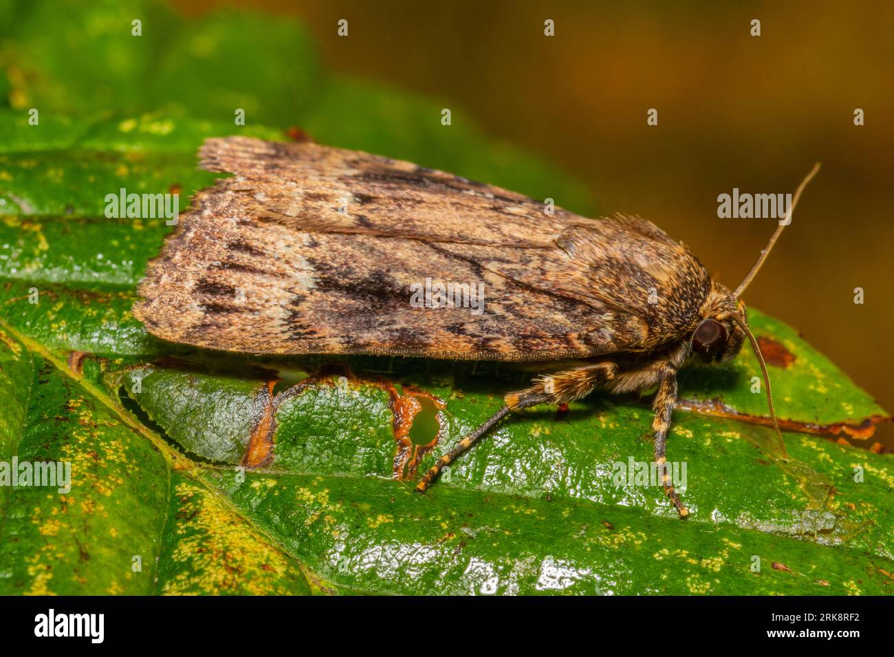 Copper underwing agg. Amphipyra, resting on a wet leaf in the early ...