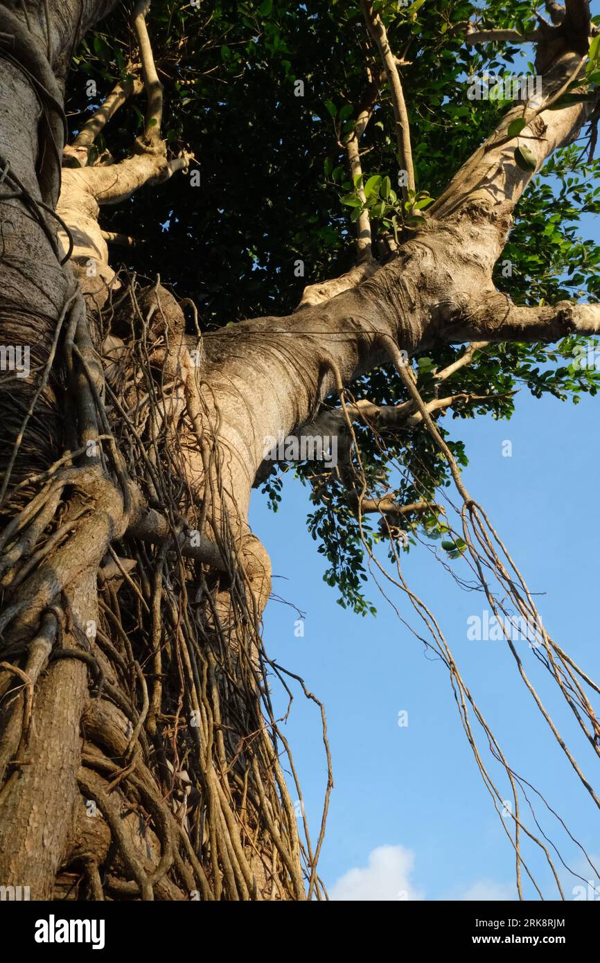 The texture of the majestic Banyan tree which is entwined with vines A ...