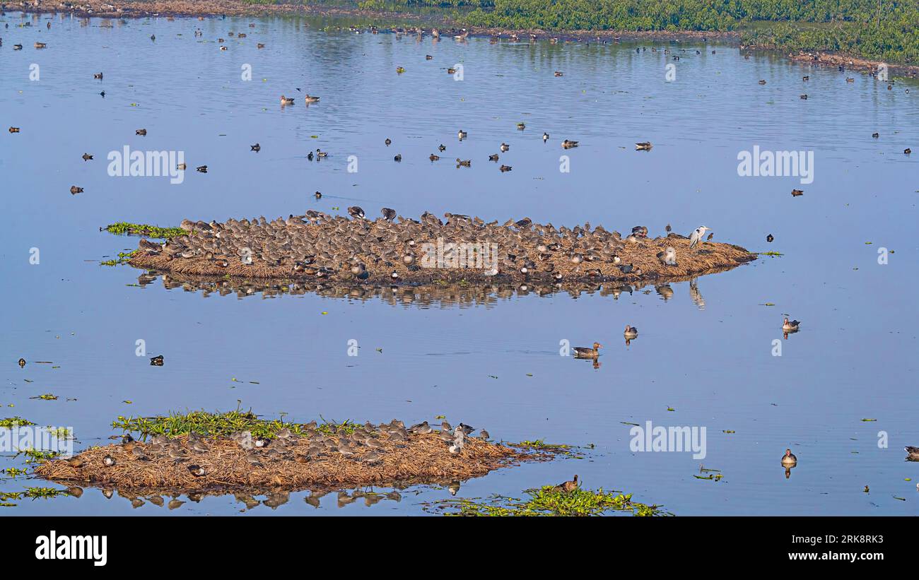 Wet land hi-res stock photography and images - Alamy