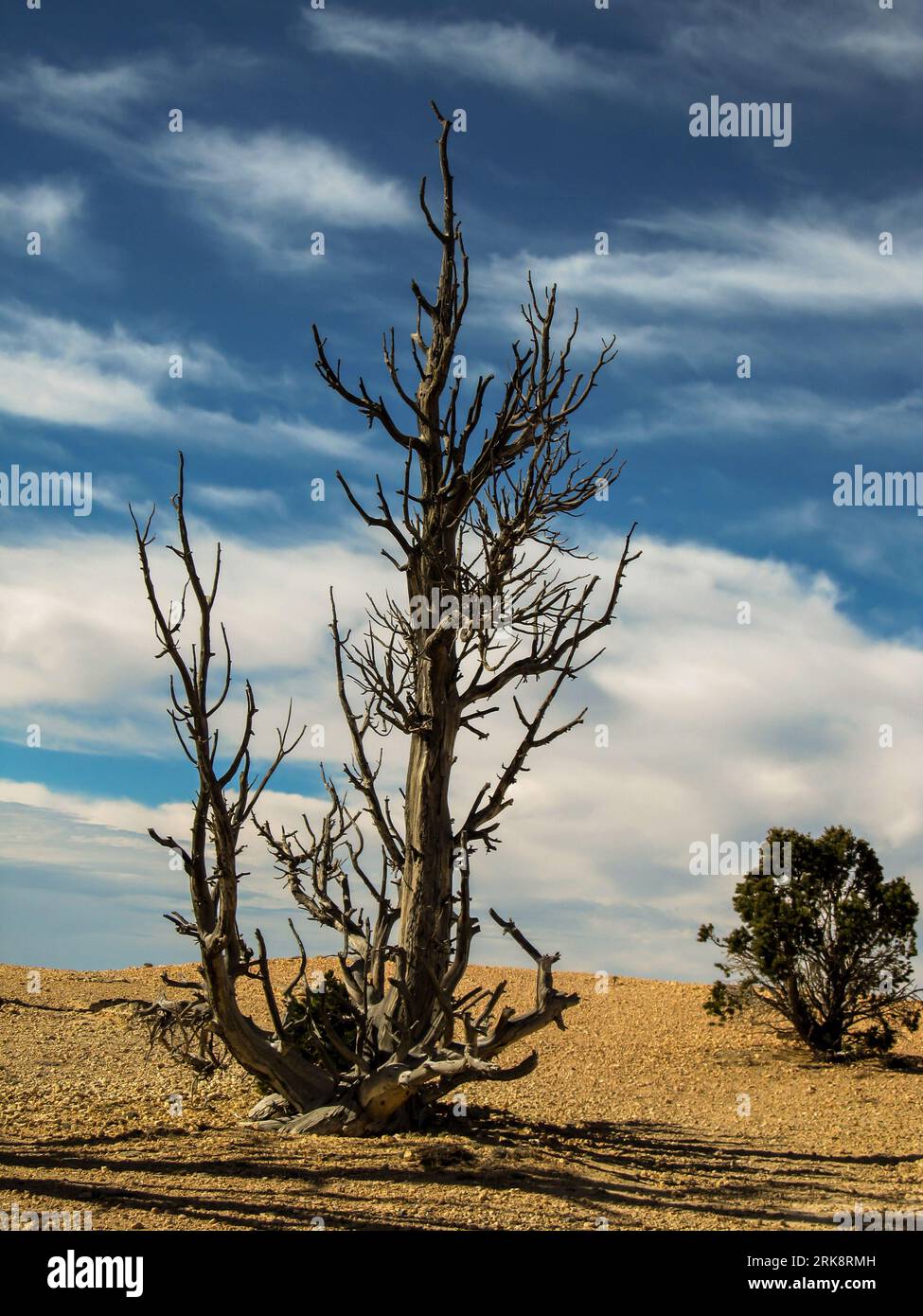 Skeletol hi-res stock photography and images - Alamy