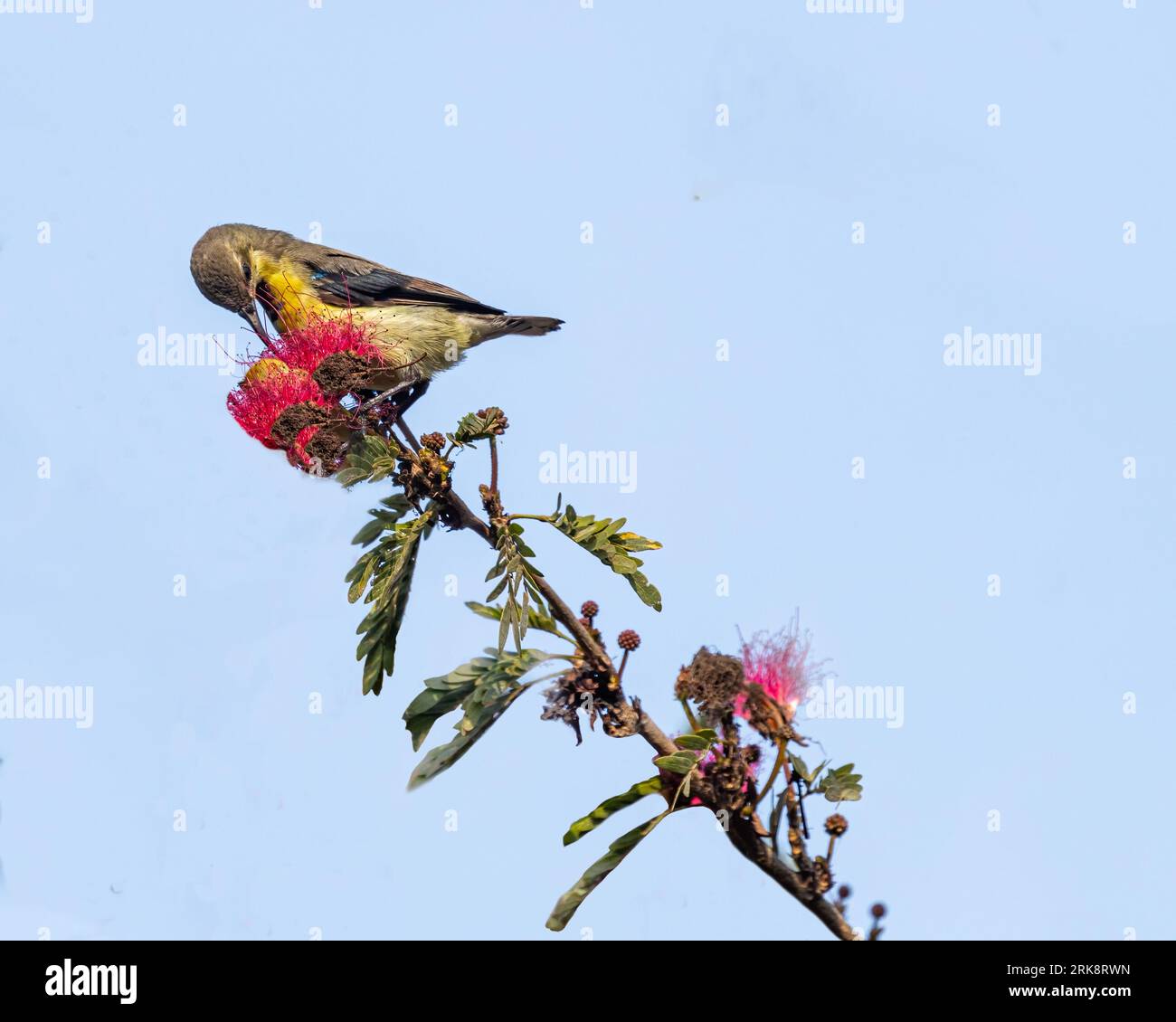 Female sun bird hi-res stock photography and images - Alamy