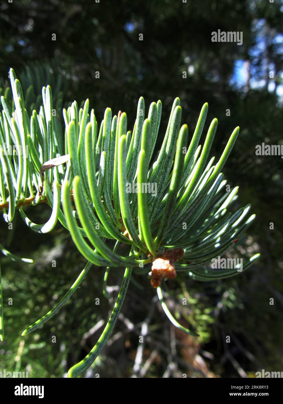 Close up View Of The Needles Of A Douglas fir Pseudotsuga Menziesii