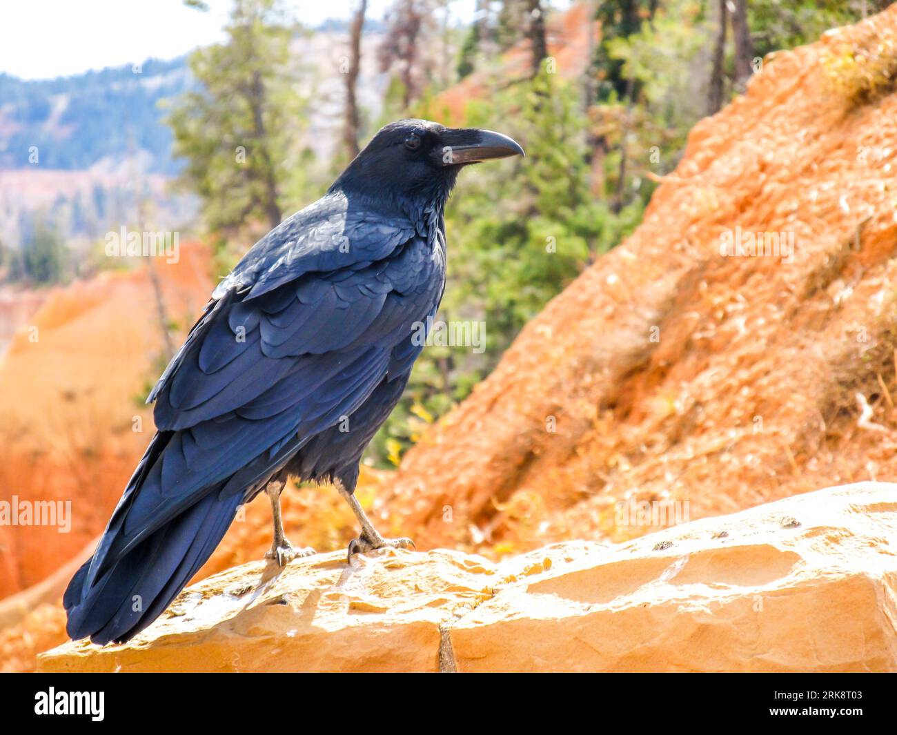An American Crow, Corvus brachyrhynchos, on the orange-colored ...