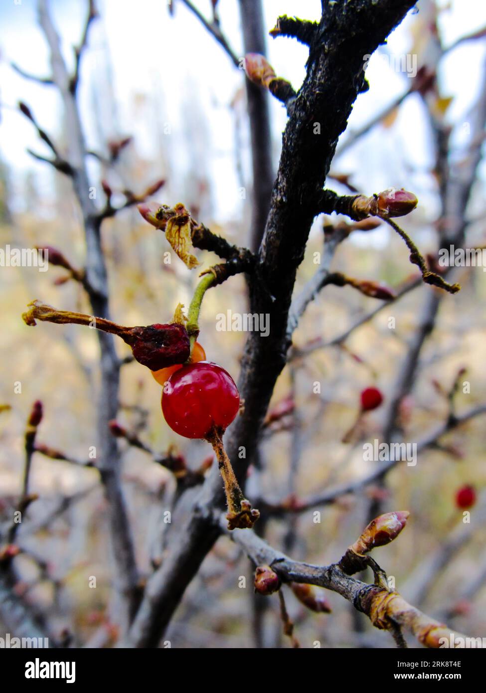 A small red wild berry on a bush in the woodlands of Bryce Canyon ...