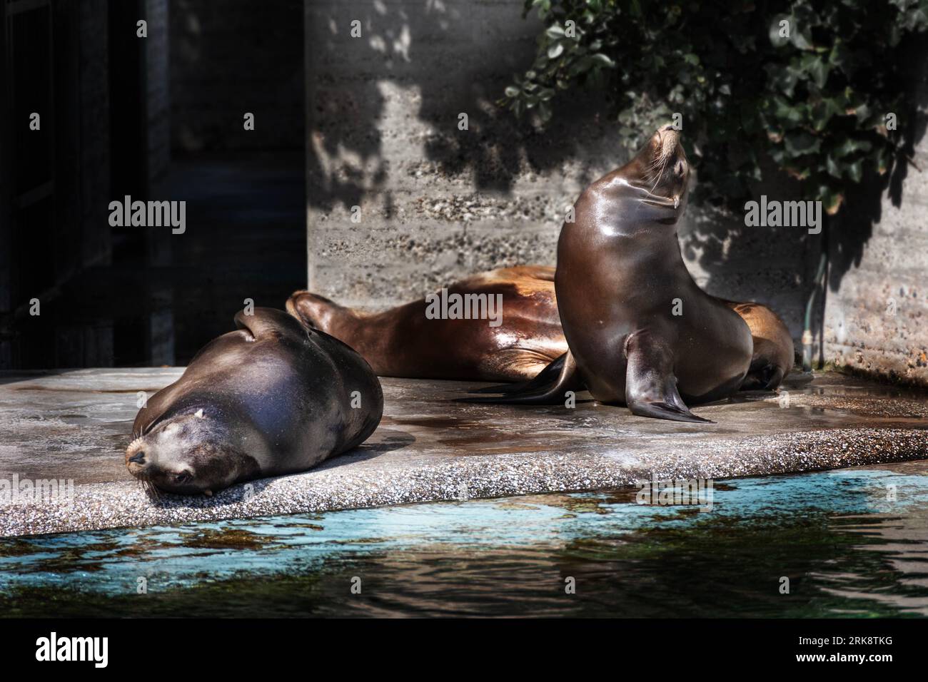 Sunbathing animals hi-res stock photography and images - Alamy