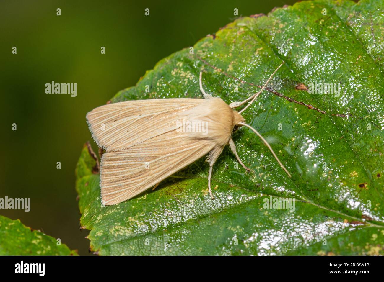 One common view hi-res stock photography and images - Alamy