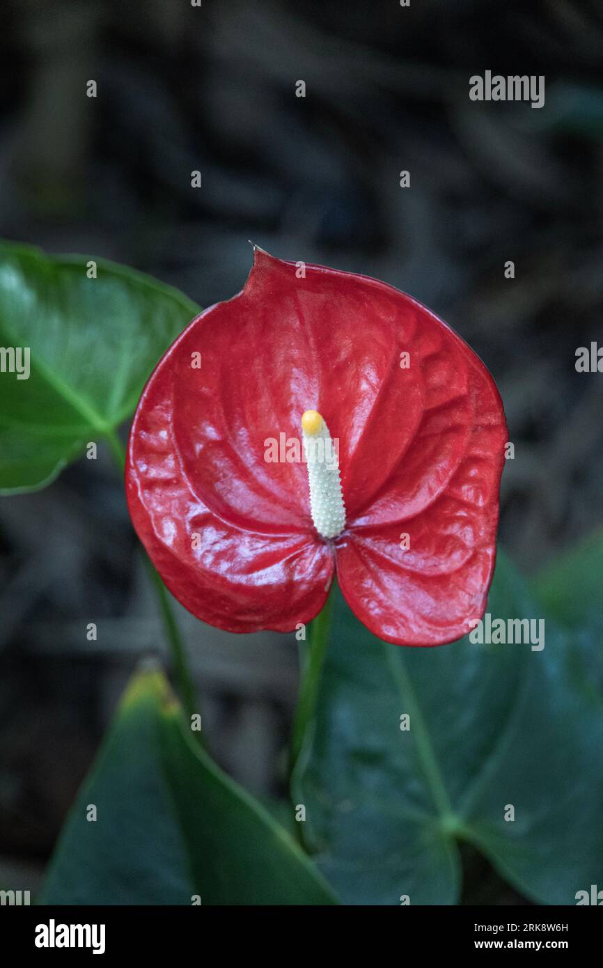 red waxy Anthurium flower in a tropical butterfly house Stock Photo - Alamy