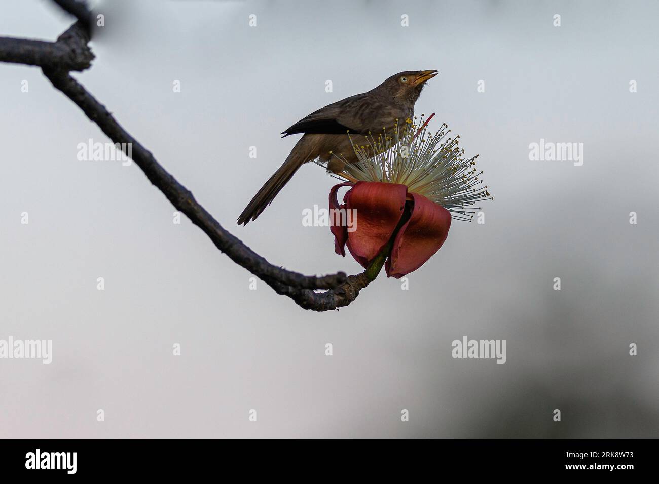 Kate savar hi-res stock photography and images - Alamy