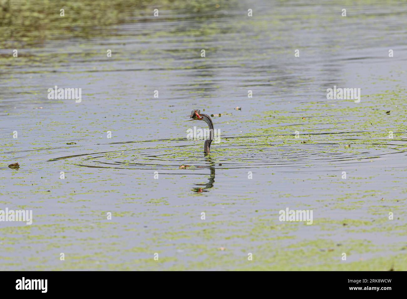 oriental darter with a fish kill in Natural habitat Stock Photo - Alamy