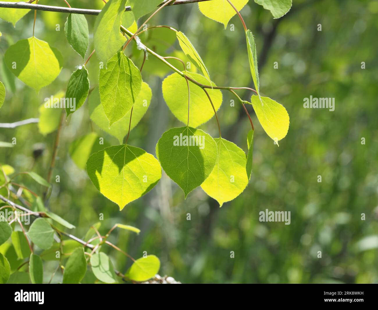 Aspen leaves dappled with sunlight in spring. Scientific name: Populus ...