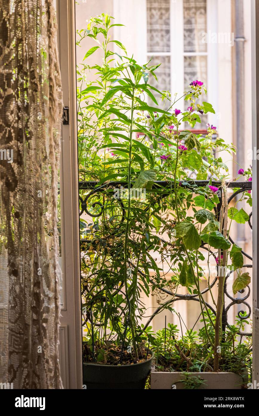 Plants in a window, Paris, France Stock Photo - Alamy
