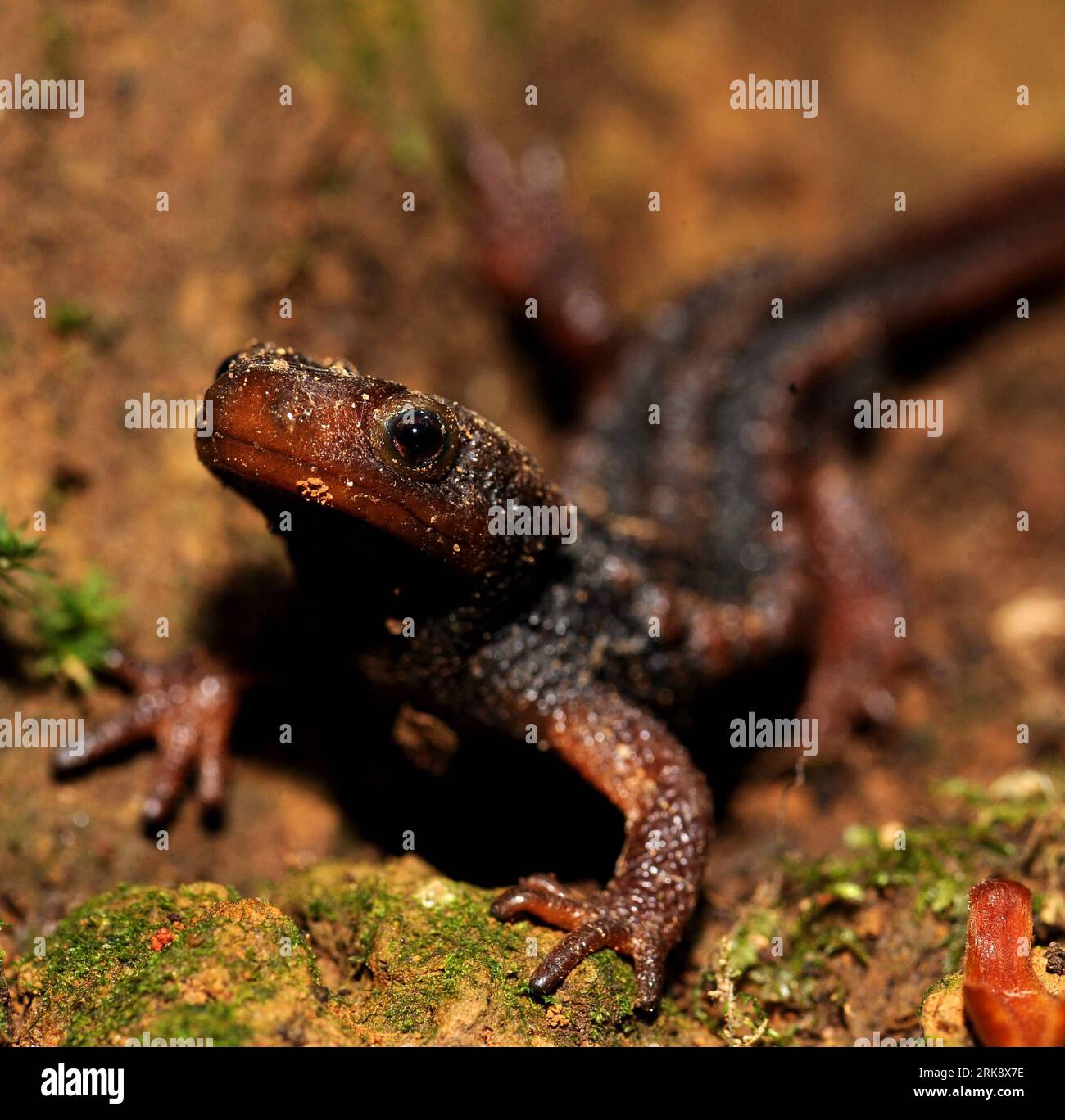Knobby newt hi-res stock photography and images - Alamy