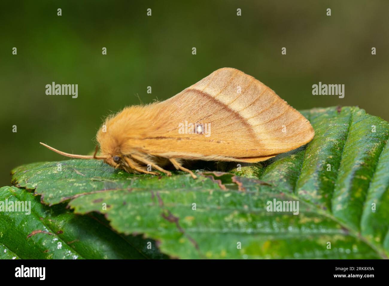 Lasiocampa quercus, the oak eggar moth, resting on a wet leaf in the ...