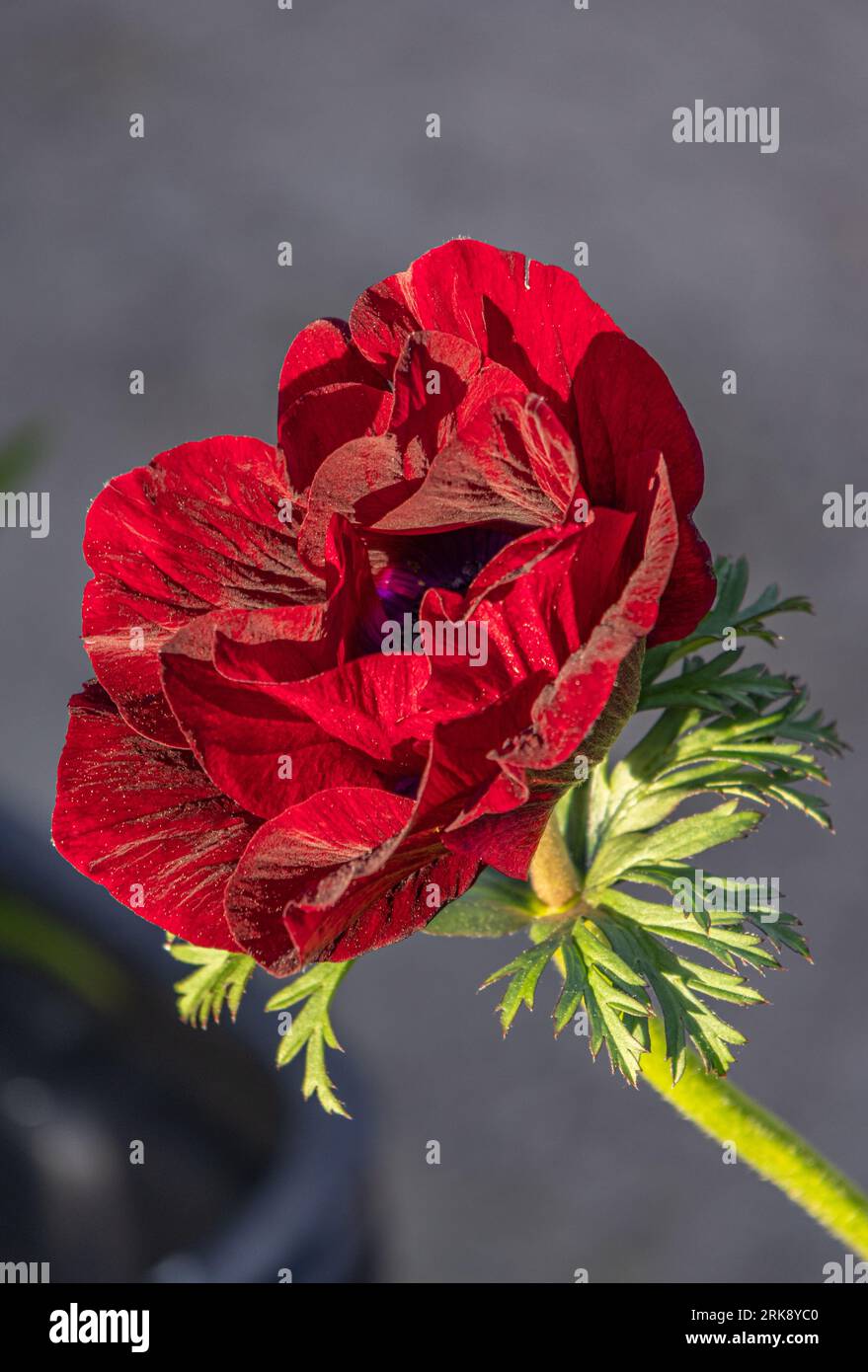 Early Flowering Red Anemone Stock Photo - Alamy