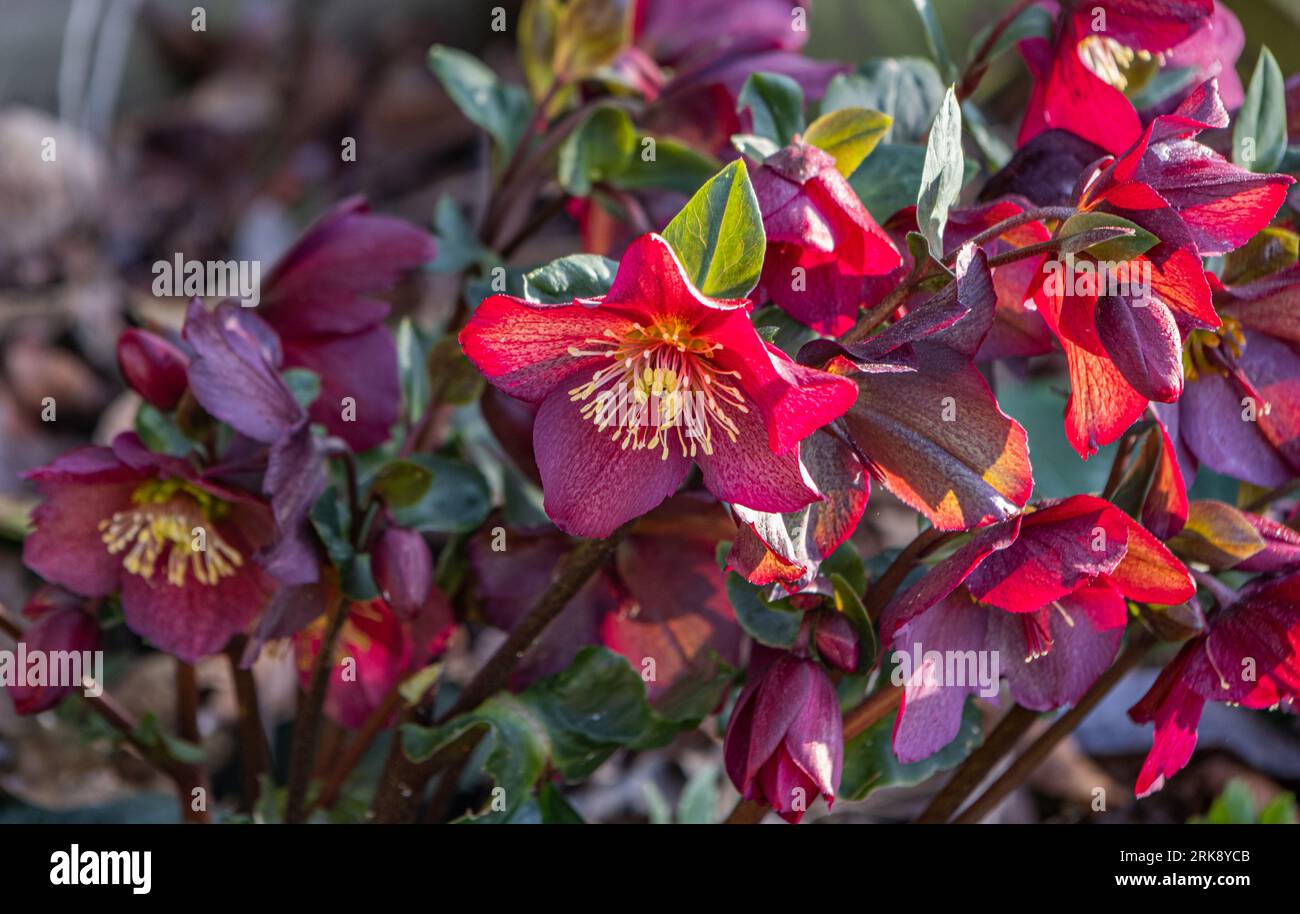 Sepals in their natural colours hi-res stock photography and images - Alamy