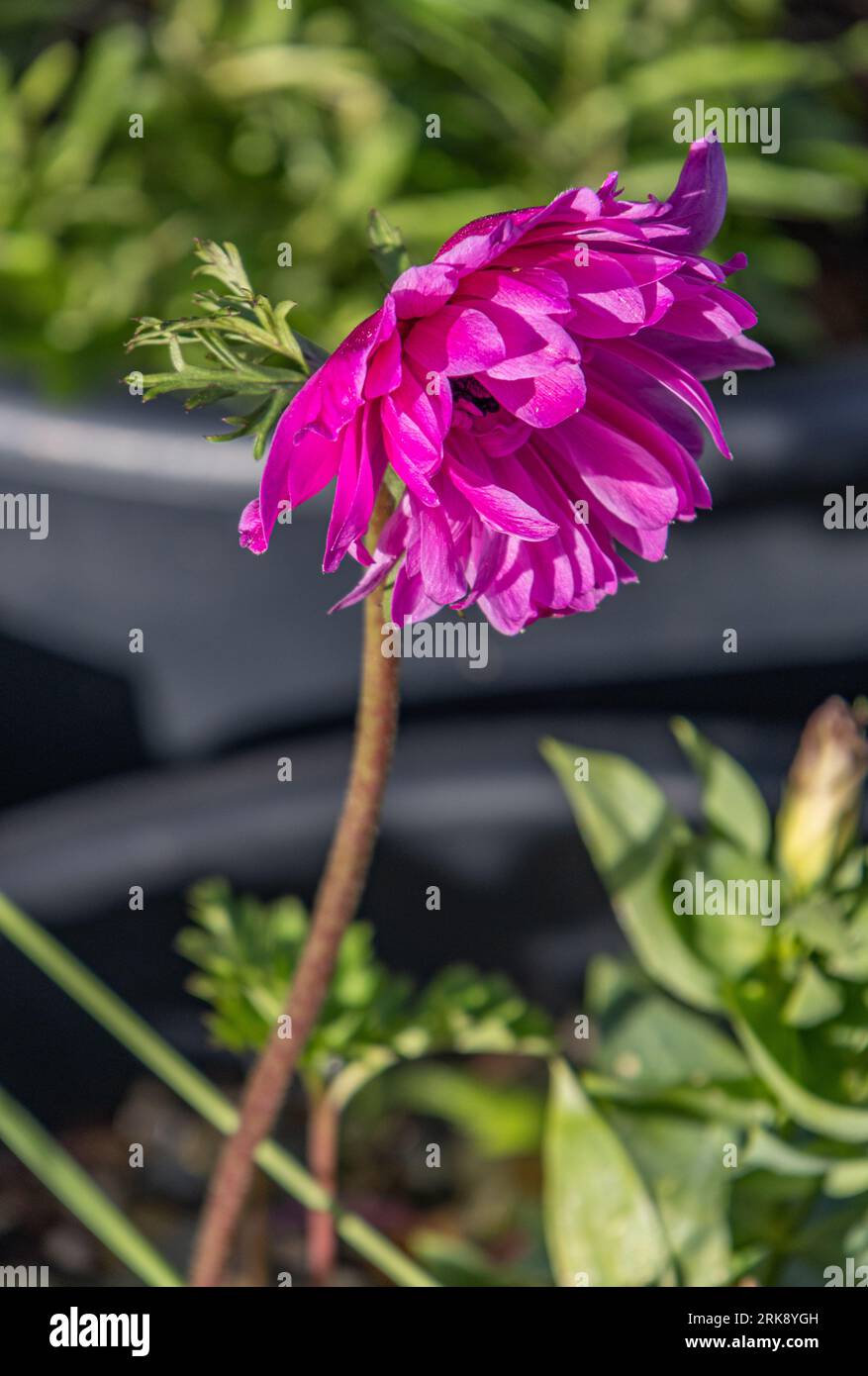 Light bulb anemone hi-res stock photography and images - Alamy