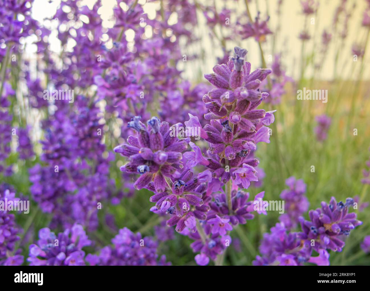 Purple lavender bushes flowers hi-res stock photography and images - Alamy