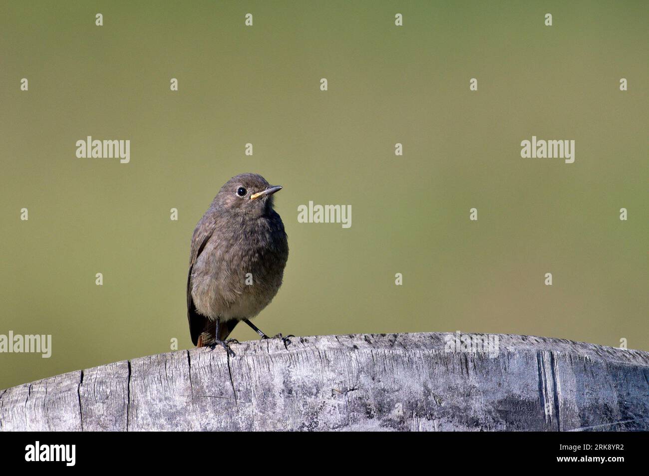 Phoenicurus ochruros aka black redstart baby is sitting on the wood in ...