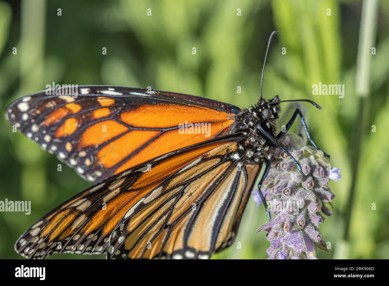 Monarch butterfly winter hi-res stock photography and images - Alamy