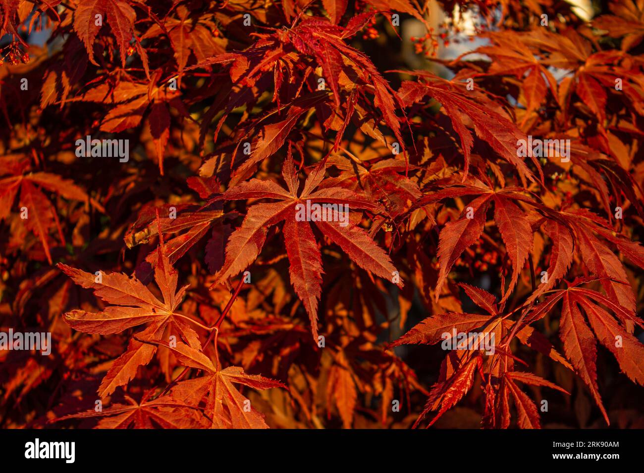 Beautiful bright warm red leaves of a Japanese Maple tree called Acer ...