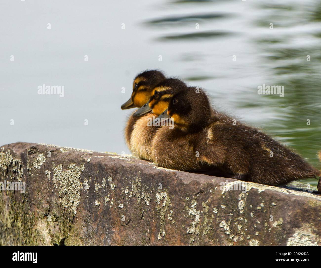 Cute newborn ducklings line up as they relax next to a park pond Stock ...