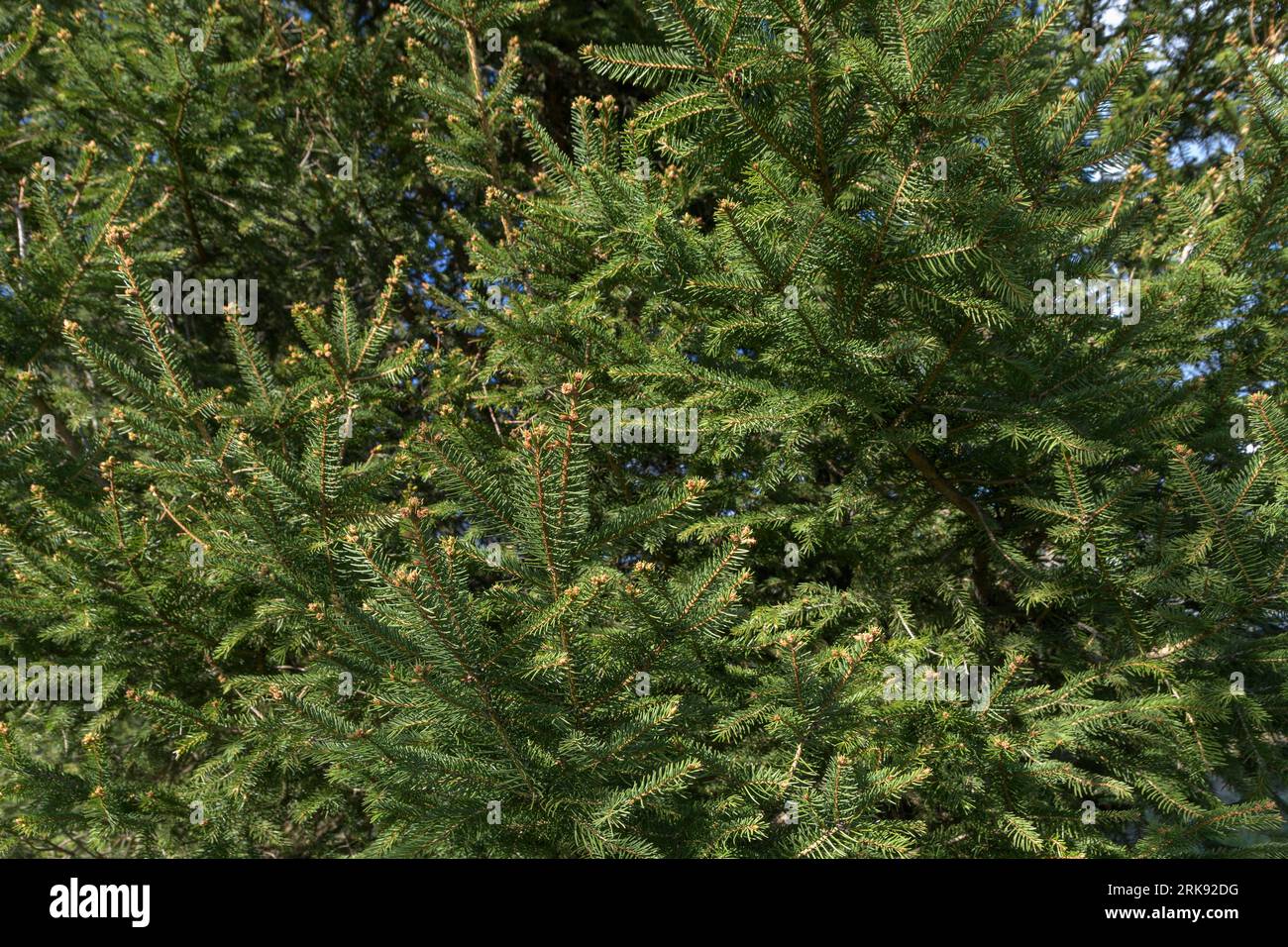 New forest texture hi-res stock photography and images - Alamy
