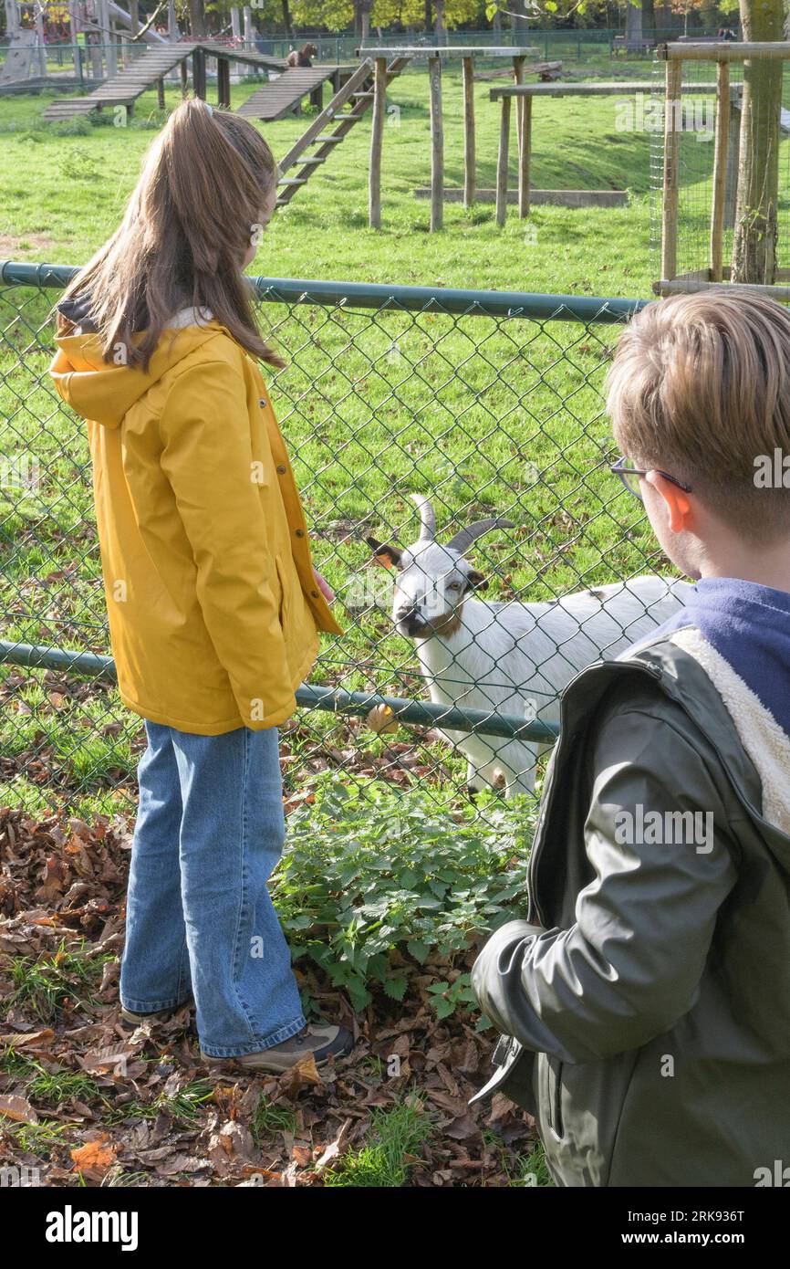 Farm park with pets, children watch a goat. Boy and girl get acquainted ...