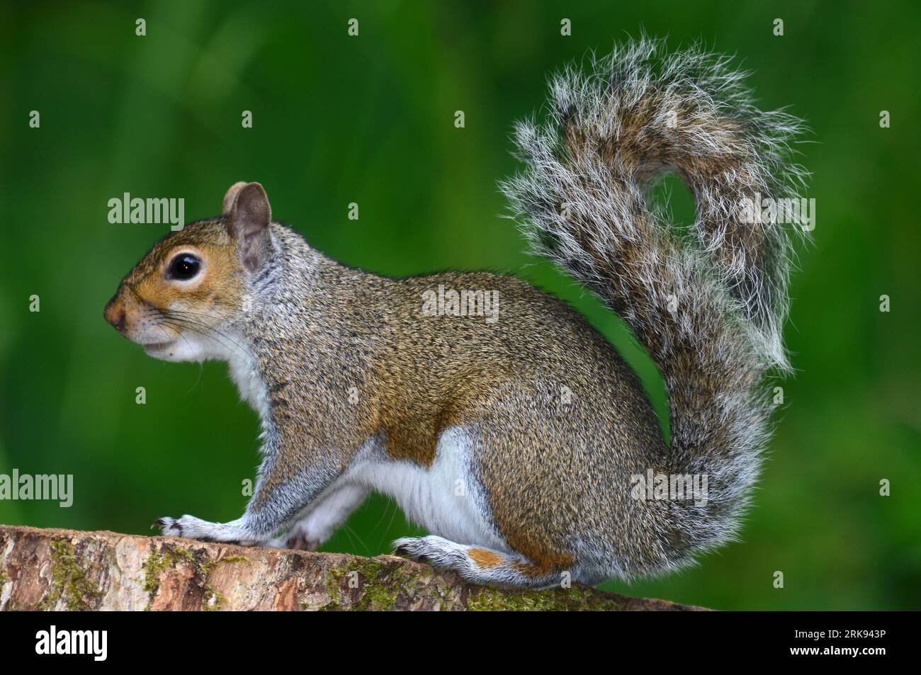 Adult grey squirrel sciurus carolinensis Stock Photo - Alamy