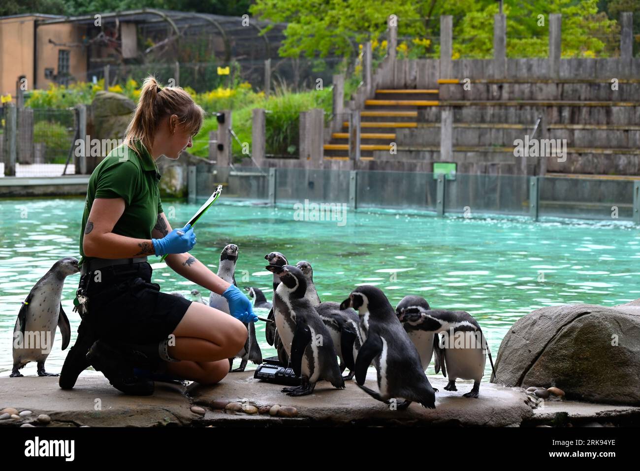 Zookeepers at the conservation zoos spend hours throughout the year ...