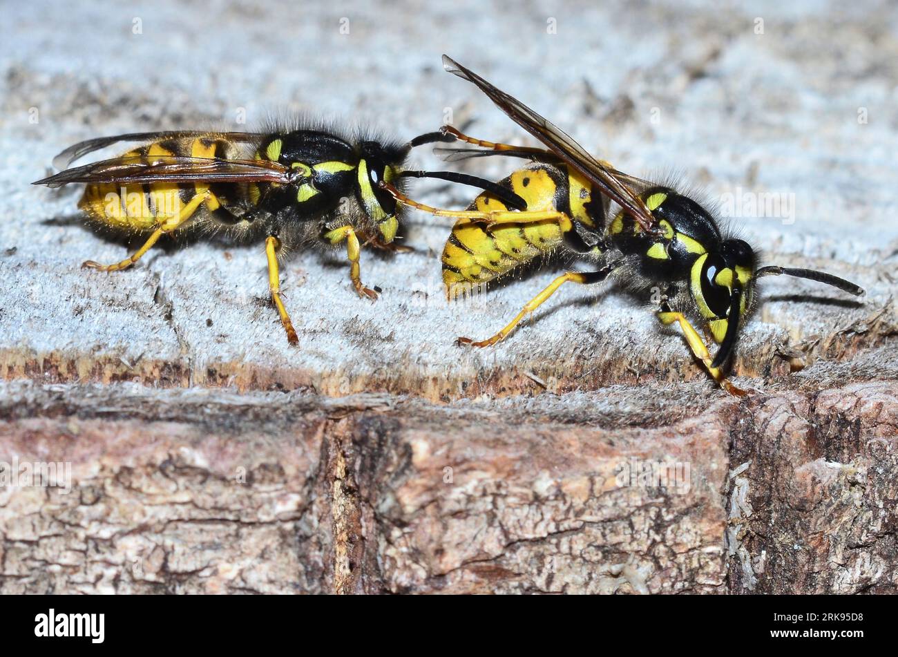 active worker common wasps vespula vulgaris Stock Photo - Alamy