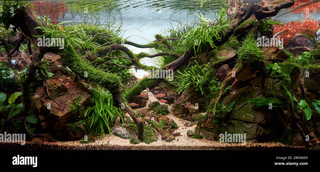 Java Moss Aquascape