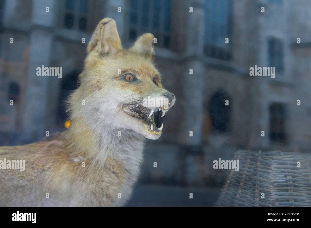 Stuffed fox with open mouth in the shop window of the old city Stock ...