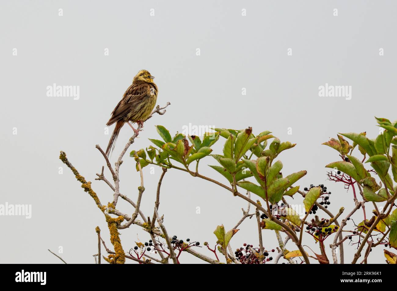 Yellowhammer Emberiza citrinella, purched in tree bright yellow head ...