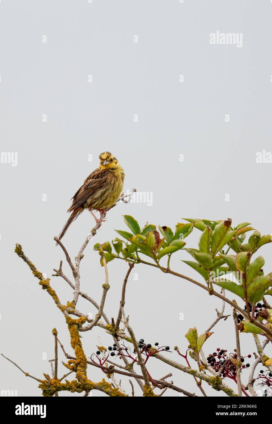 Yellowhammer Emberiza citrinella, purched in tree bright yellow head ...